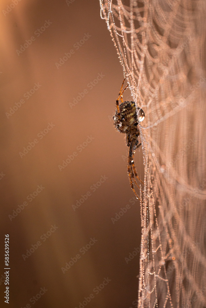 Orb weaver spider (Neoscona adianta) on a web Stock Photo | Adobe Stock