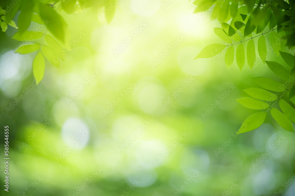 Natural green leaf texture with sun light use for nature background ...
