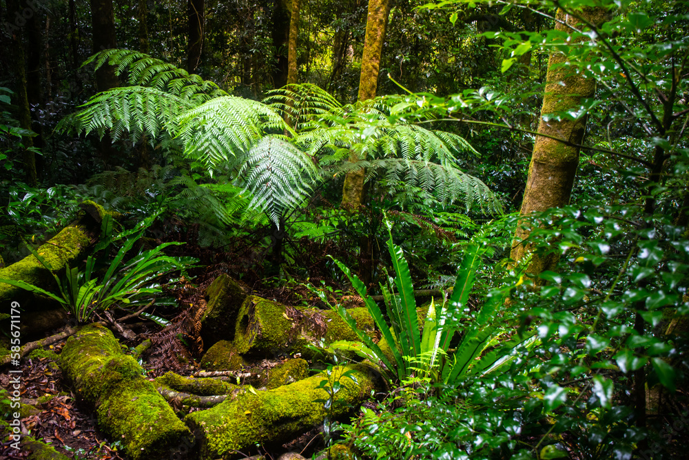 Beautiful magical ancient Gondwana rainforest - Lamington National Park ...