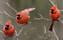 Male Cardinal Bird On Table Free Stock Photo - Public Domain Pictures