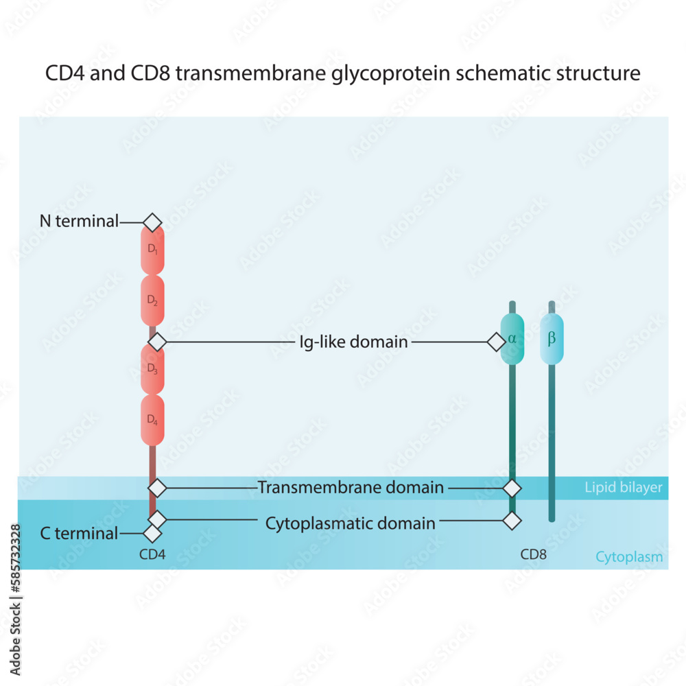 Stock-Vektorgrafik „CD4 and CD8 transmembrane glycoprotein schematic ...