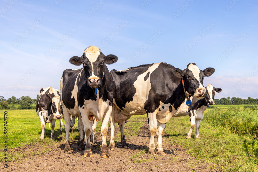 Pack cows, a black and white herd, group together in a field, happy and ...