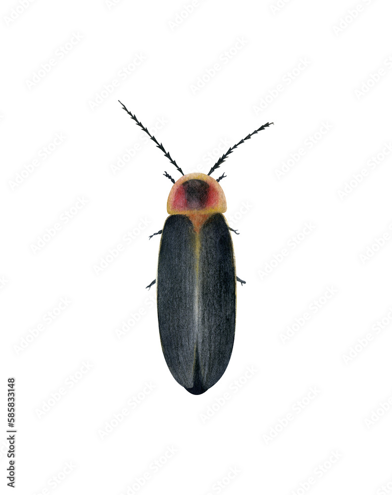 Common eastern firefly beetle illustration isolated. Hand-drawn watercolor lightning bug. Big ...