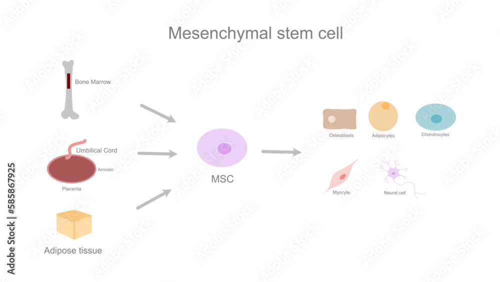 Vektor The diagram represent origin (bone marrow, umbilical cord, adipose tissue) and ...