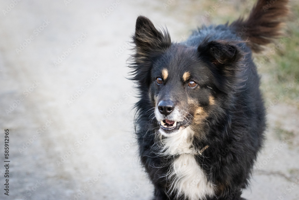 Mostly black male dog with beige color eyebrows, white and beige color ...