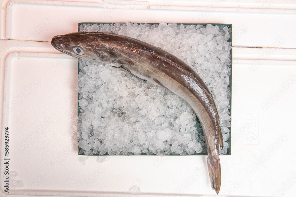 It is called whiting when its size does not exceed a kilo and a half ...