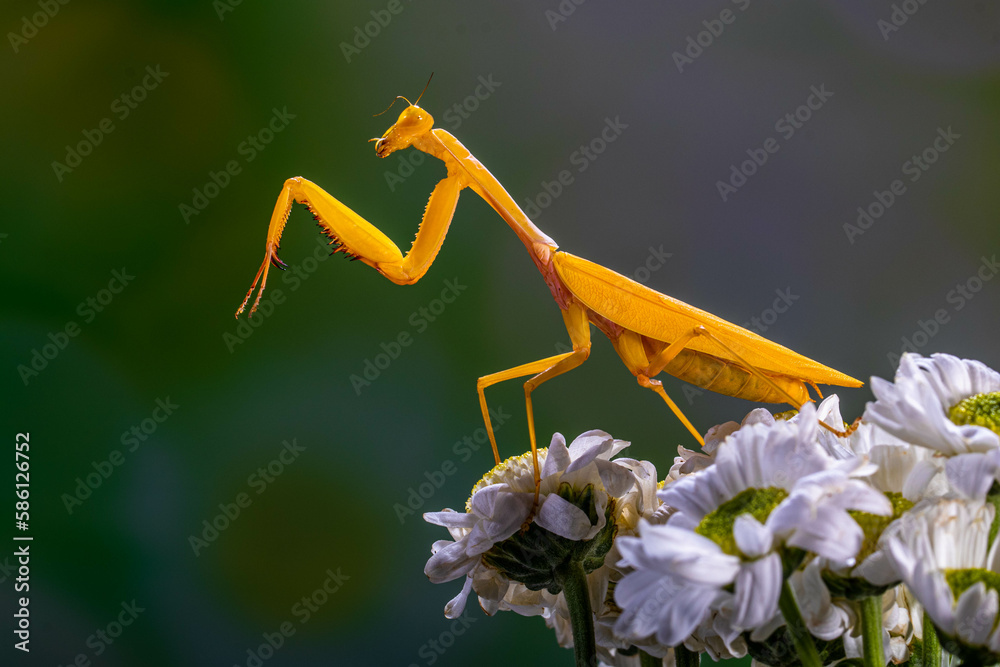 Hierodula membranacea is a large praying mantis, sharing its common ...