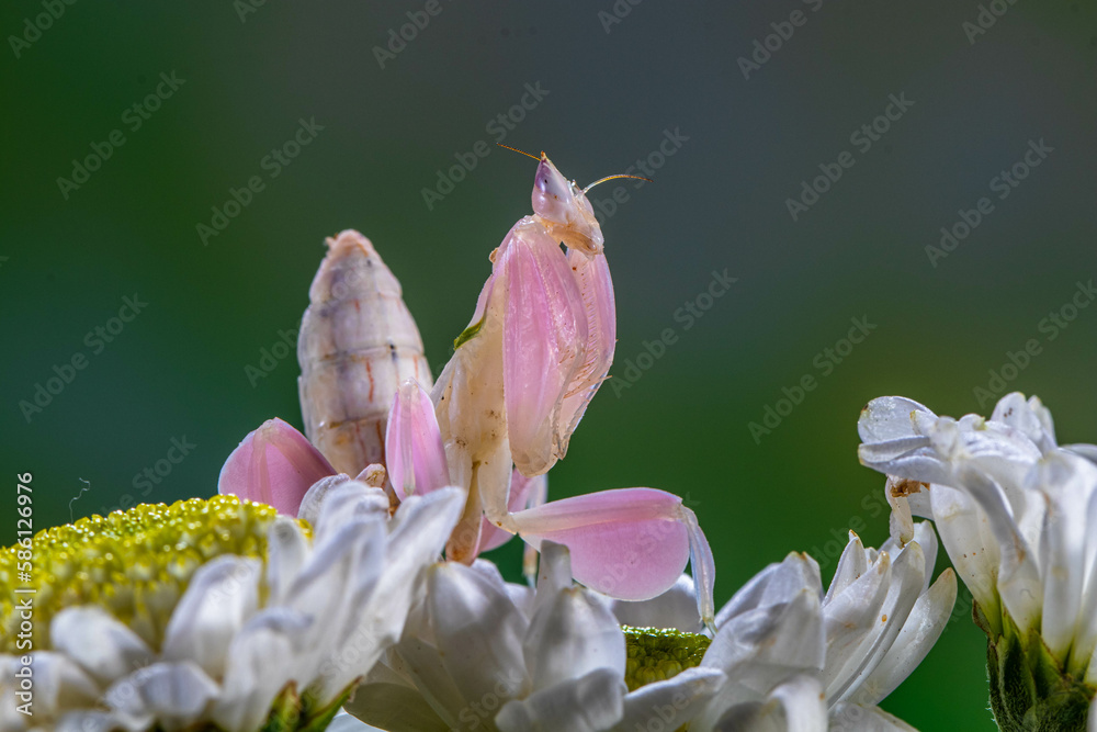 Stock-Foto „Hymenopus coronatus is a mantis from the tropical forests ...