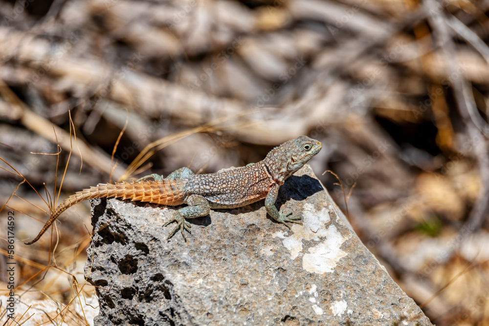 Oplurus cyclurus, also known commonly as the Madagascar swift and ...
