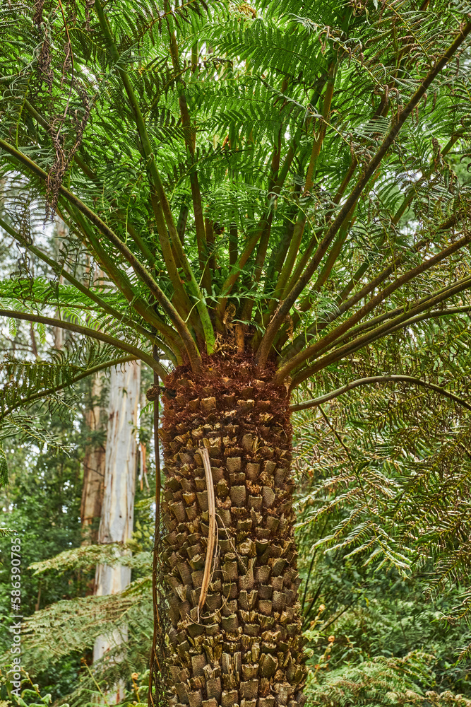 Australian Tree Ferns, Tree ferns are found growing in tropical and ...