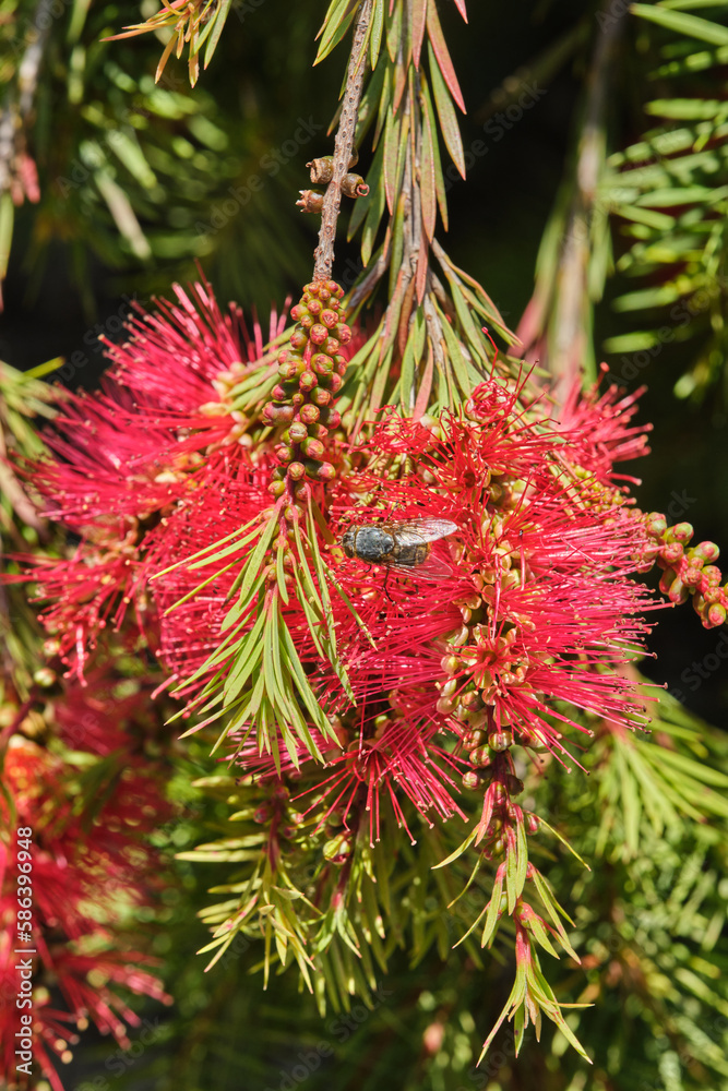 Callistemon species have commonly been referred to as bottlebrushes ...