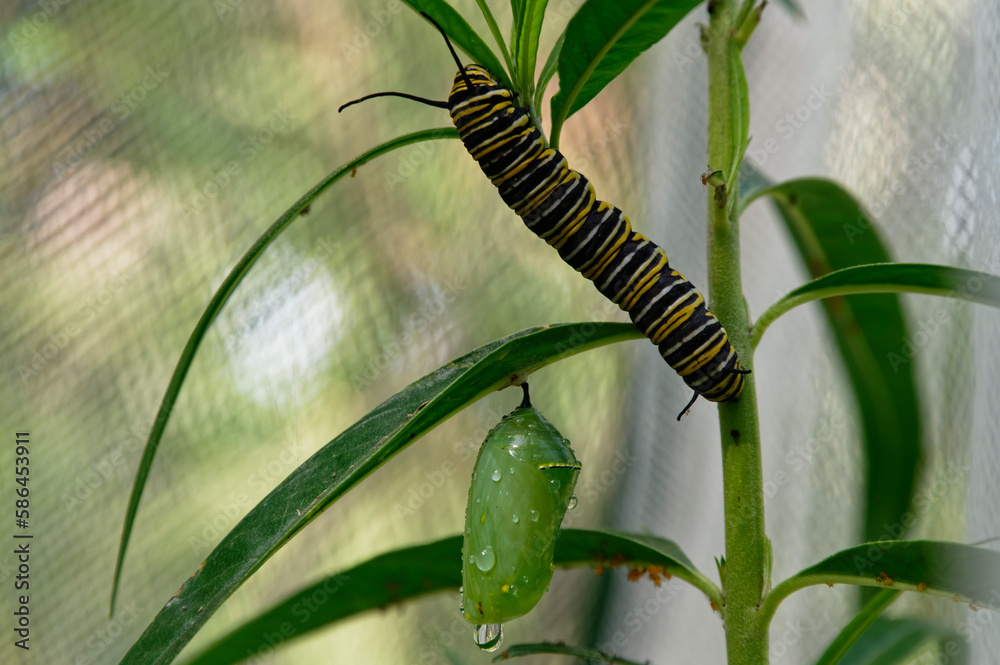 A monarch butterfly caterpillar is eating a leaf above a chrysalis ...