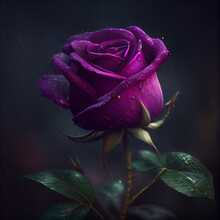 Gothic Purple And Black Rose Free Stock Photo - Public Domain Pictures