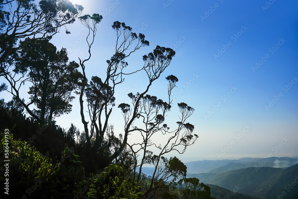 Giant heather (Erica arborea) trees in african highlands. Rwenzori ...