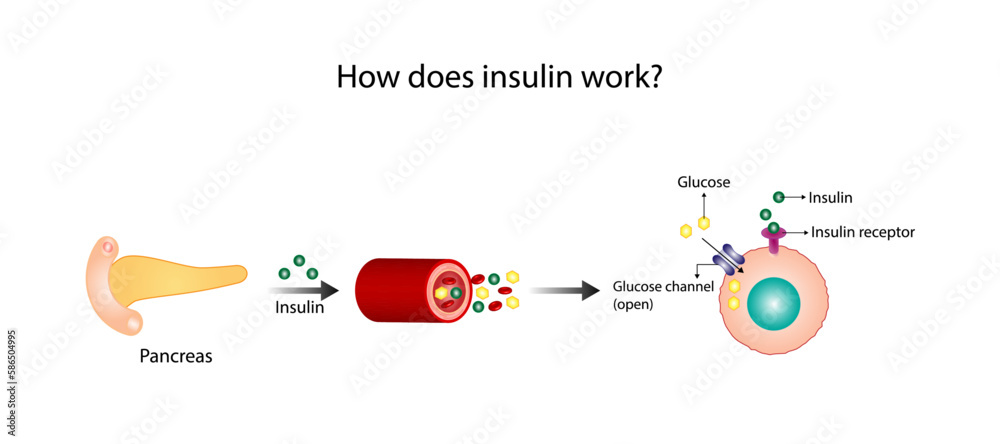 เวกเตอร์ Stock Insulin mechanism of action, regulates glucose ...