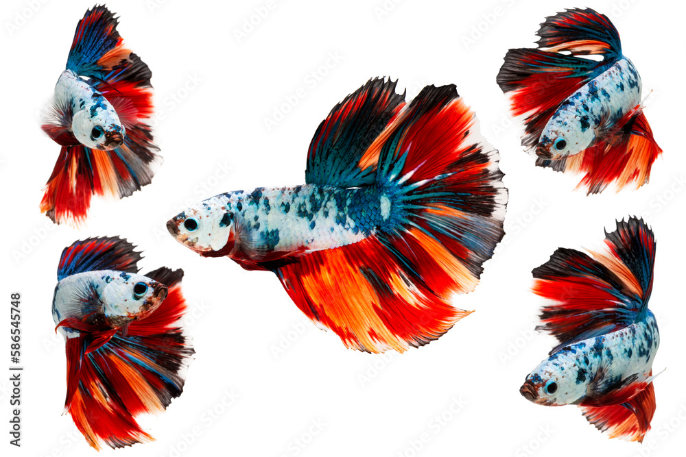 Macro closeup of set a multi colored siamese fighting fish with ...
