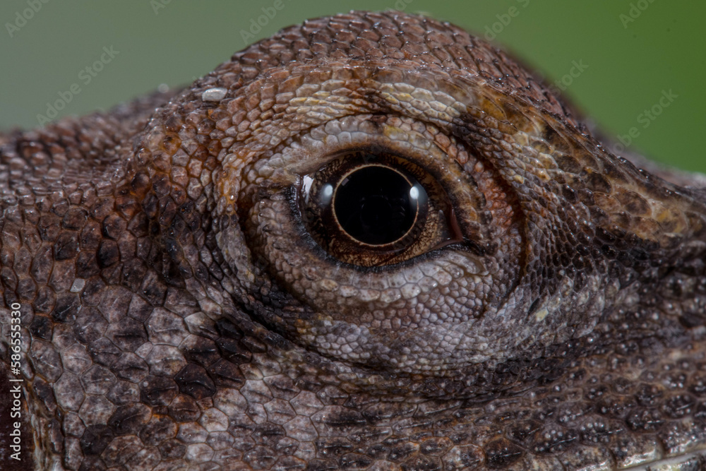 The frilled lizard (Chlamydosaurus kingii), also known as the frillneck ...