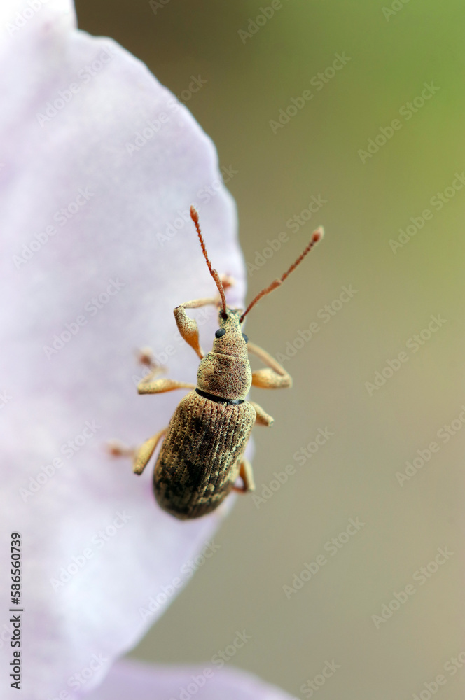 Fotografie Very small weevil with a body length of about 4 to 5 mm ...
