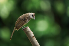 White Vented Bulbul Free Stock Photo - Public Domain Pictures