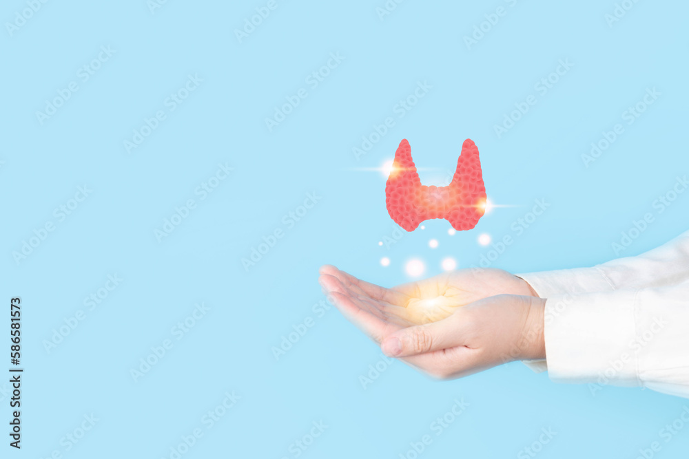 Thyroid gland anatomy on doctor hands over blue background. Awareness ...