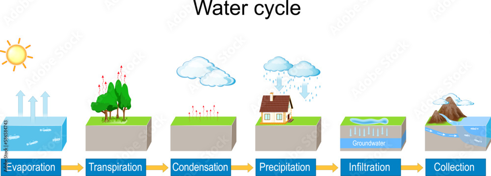 Water cycle. detailed explanation infographic. Stock Vector | Adobe Stock