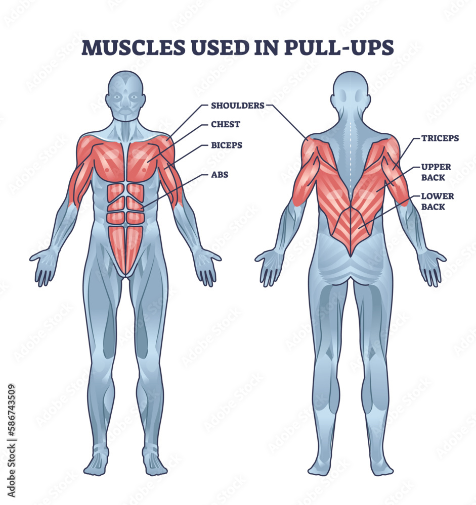 Muscles used in pull ups activity with anatomical body outline diagram ...