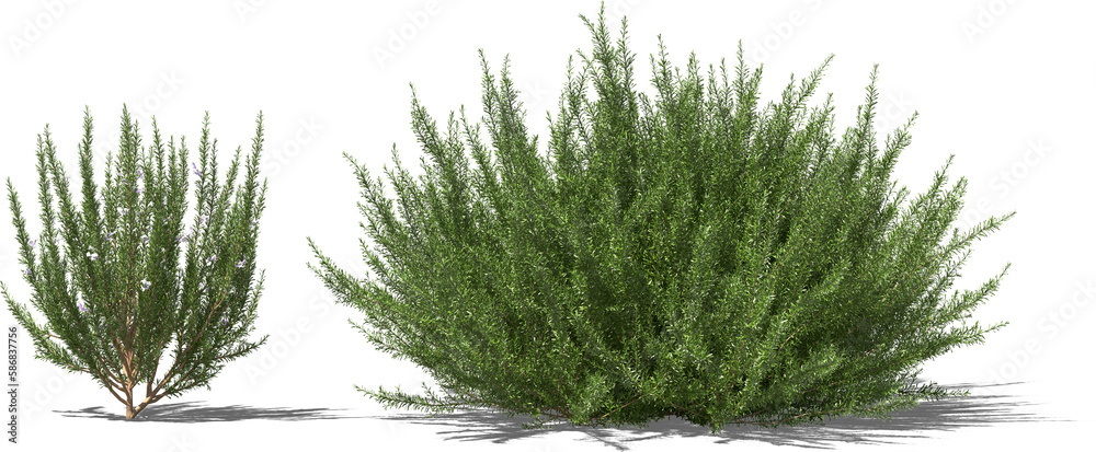 rosemary plant bush shrub hq arch viz cutout Stock Illustration | Adobe ...