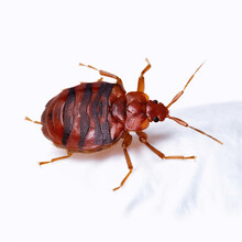 Bed Bug Free Stock Photo - Public Domain Pictures