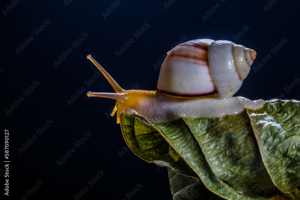 The short Samoan tree snail, Samoana abbreviata, is a species of ...