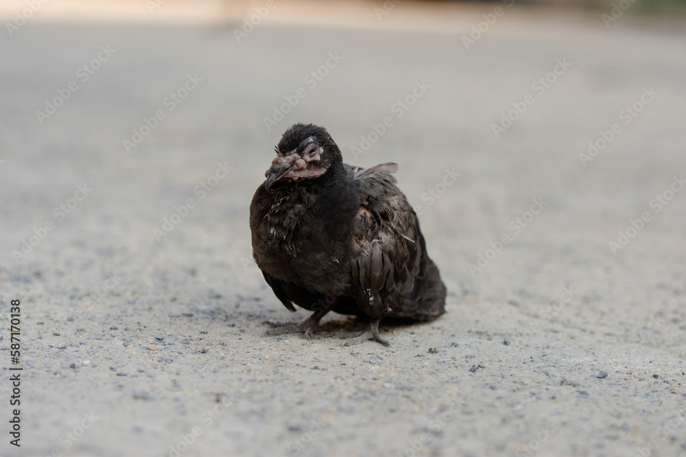Pigeons are infected with severe disease. hair loss, dermatitis that ...