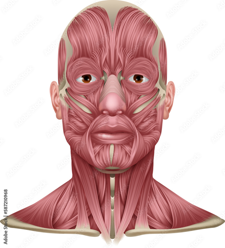 Muscles of the body anatomy illustration. Medical anatomical diagram of ... Muscles of the body anatomy illustration. Medical anatomical diagram of ...