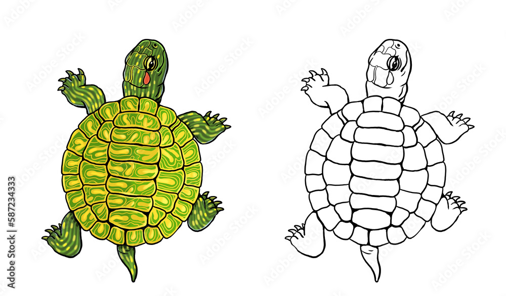 Cute turtle for coloring. Template for a coloring book with funny ...