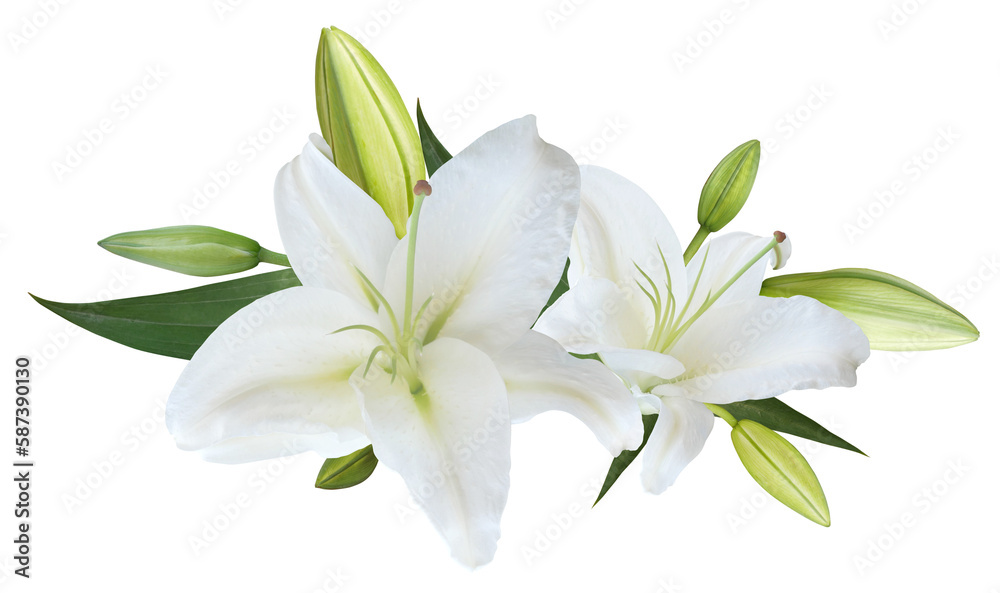White Lily flower bouquet isolated on transparent background Stock ...