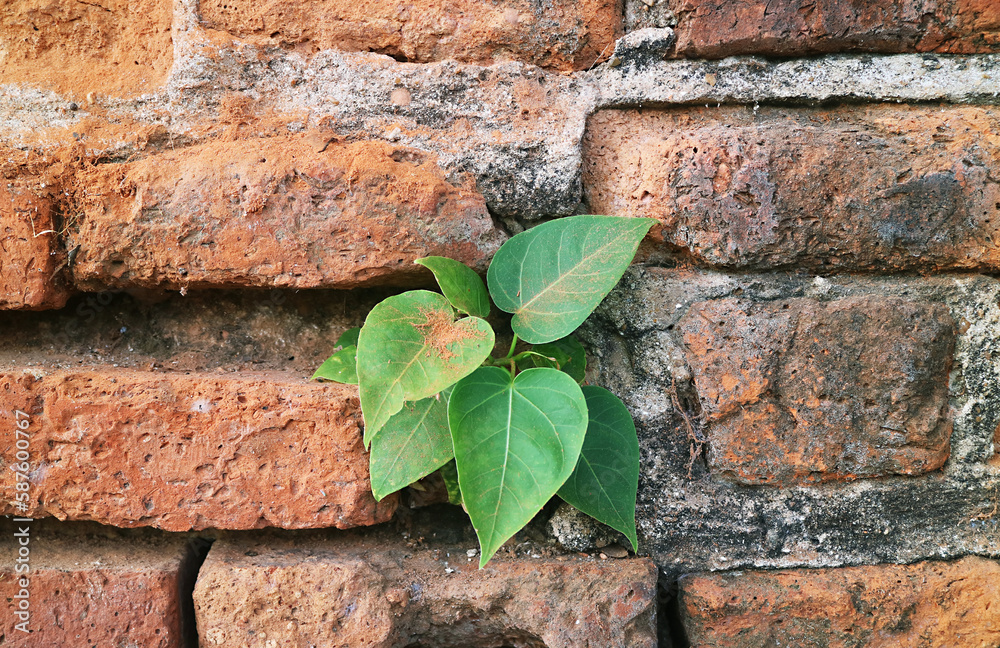Small Bodhi Tree Growing on the Historic Brick Wall of Archaeology Site ...