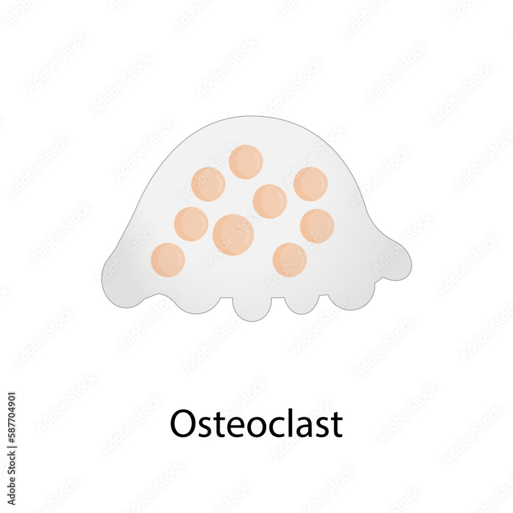 Osteoclast cell, multinucleated giant cell derived from hematopoietic ...