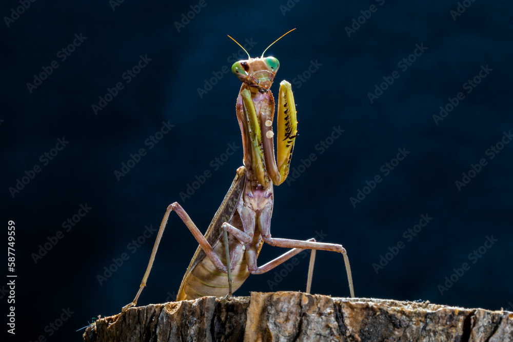 Hierodula is a genus of praying mantis in the tribe Hierodulini, found ...