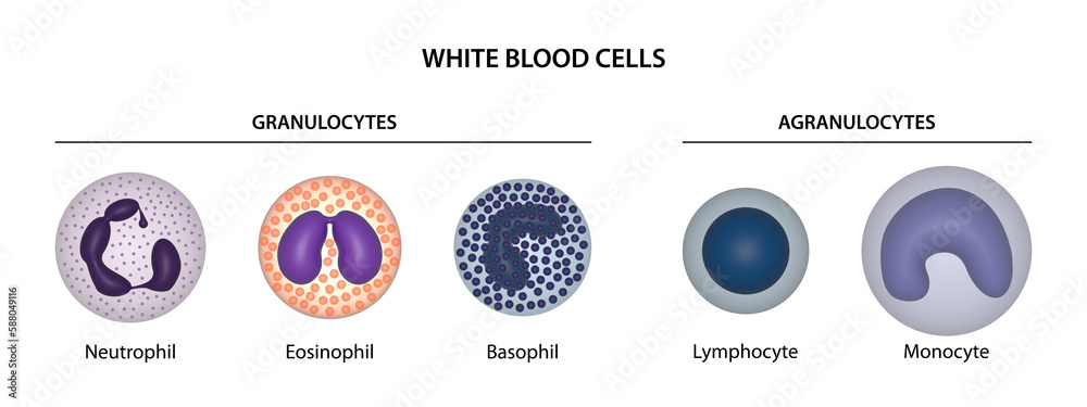 White blood cells (WBCs) or leukocytes: granulocytes (neutrophil ...