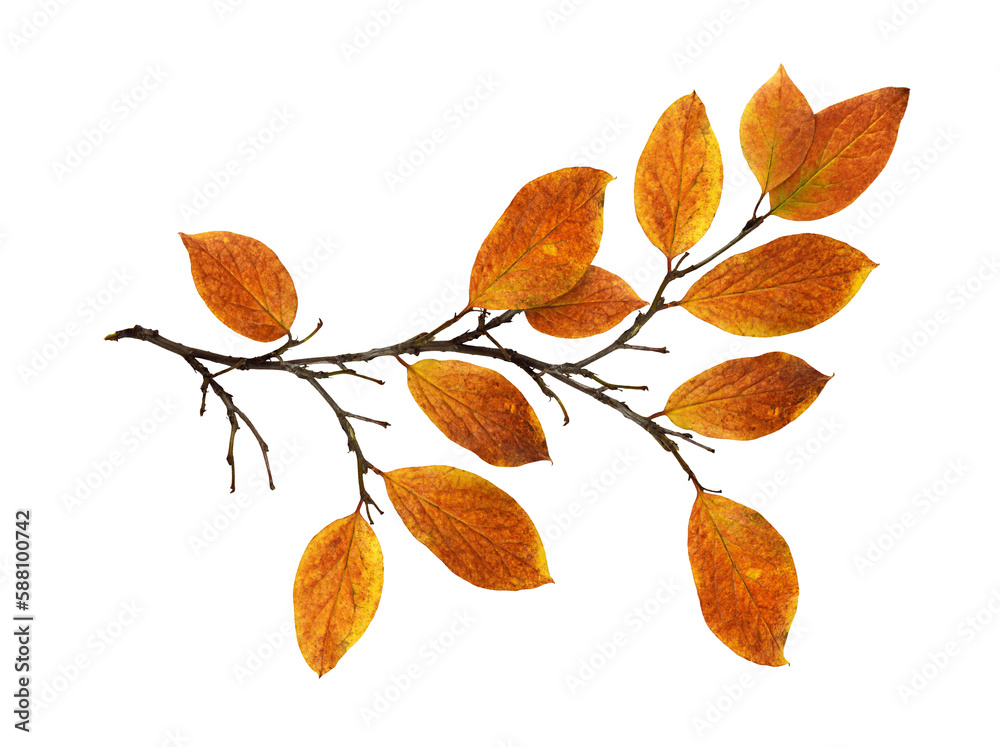 Autumn twig with colorful leaves isolated on white or transparent ...