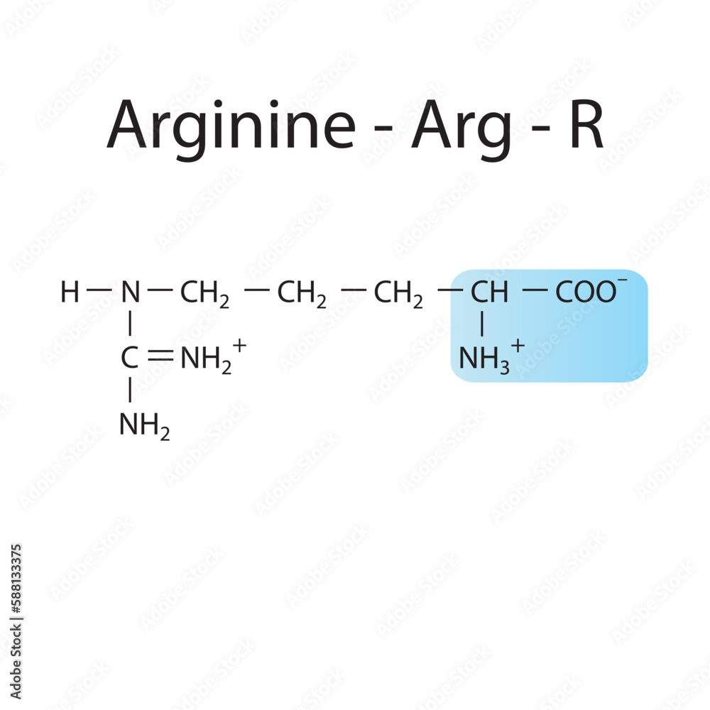 Arginine - Arg - R amino acid structure. Skeletal formula with amino group highlighted in blue ...