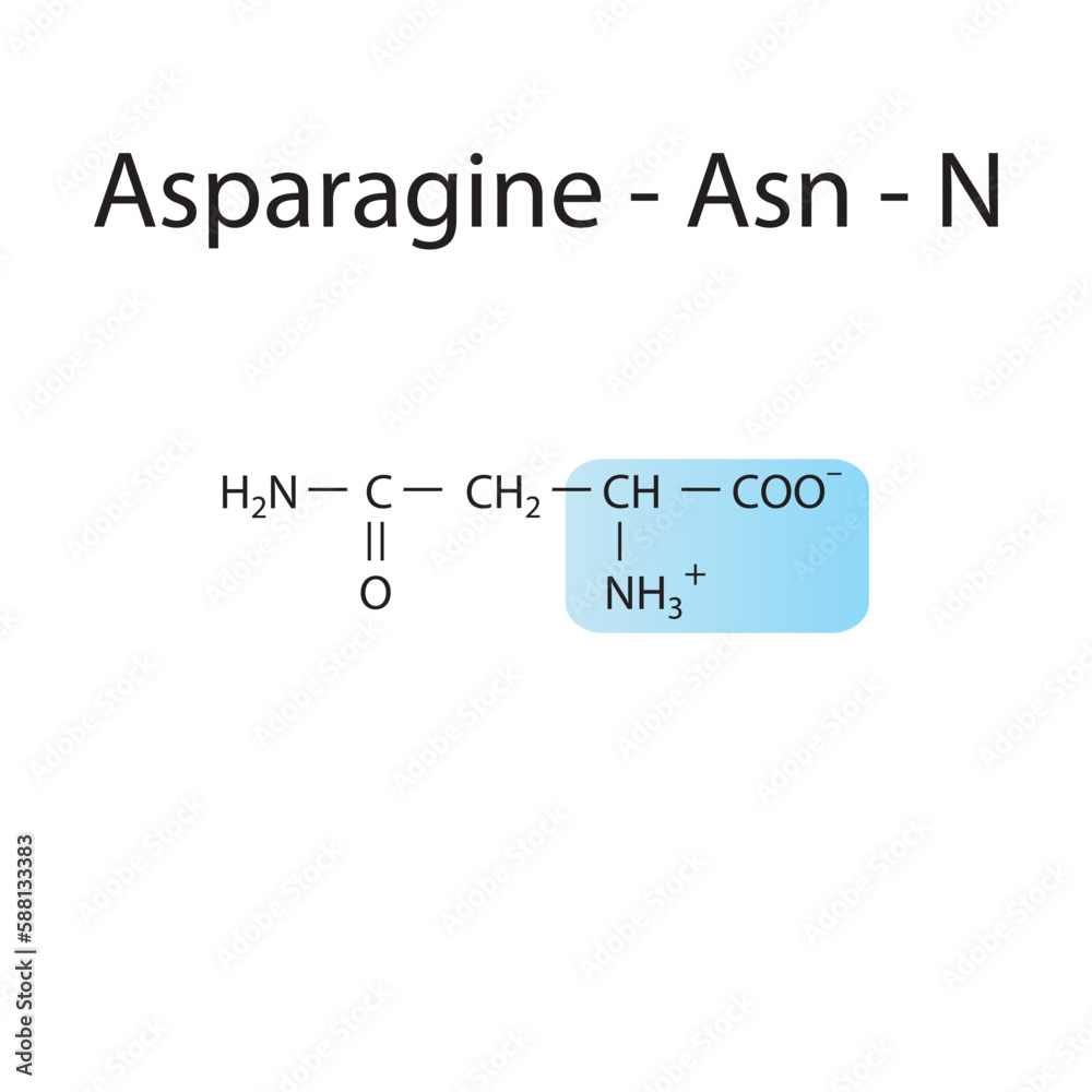 Stock-Vektorgrafik „Asparagine - Asn - N amino acid structure. Skeletal ...