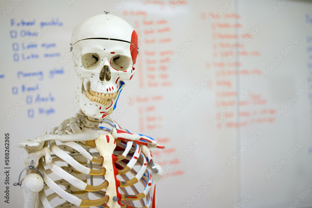 Human skeleton model. Anatomical skeleton model. Skeletal system ...