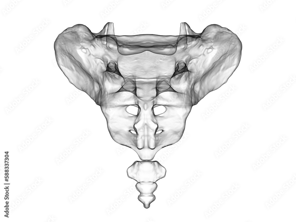 Anatomy of the pelvis bones, including the ilium, ischium, sacrum, and ...