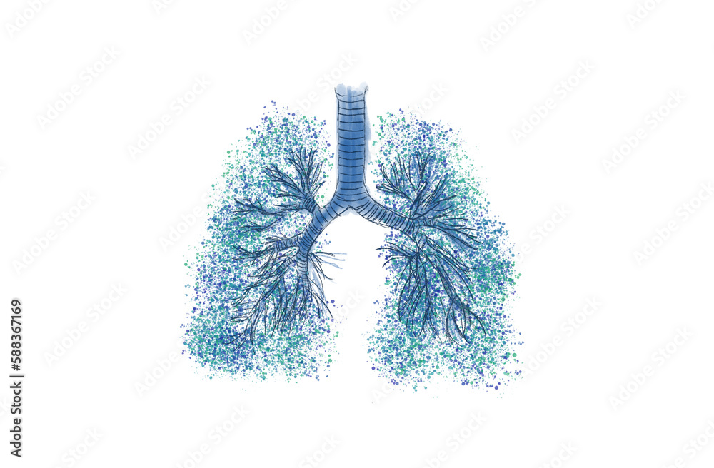 Bronchial tree (respiratory tree) multiple-branched trachea, bronchi ...