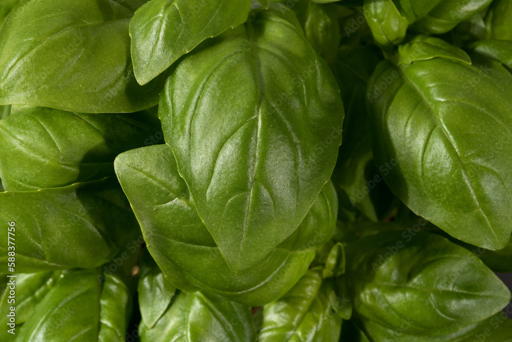 alcune belle foglie di basilico verdi per la pizza, il basilico ed il ...