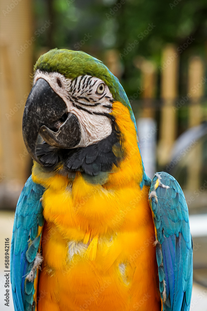 Blue-and-gold macaw (Ara ararauna), also known as blue-and-yellow macaw Stock Photo | Adobe Stock