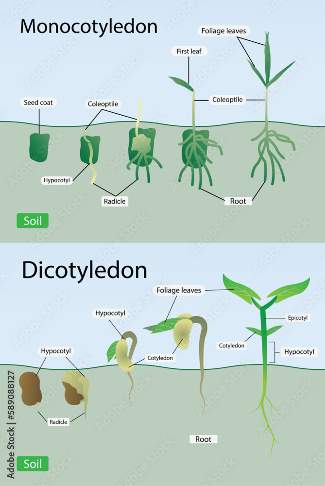 illustration of biology, Growth of monocotyledon and dicotyledonous ...