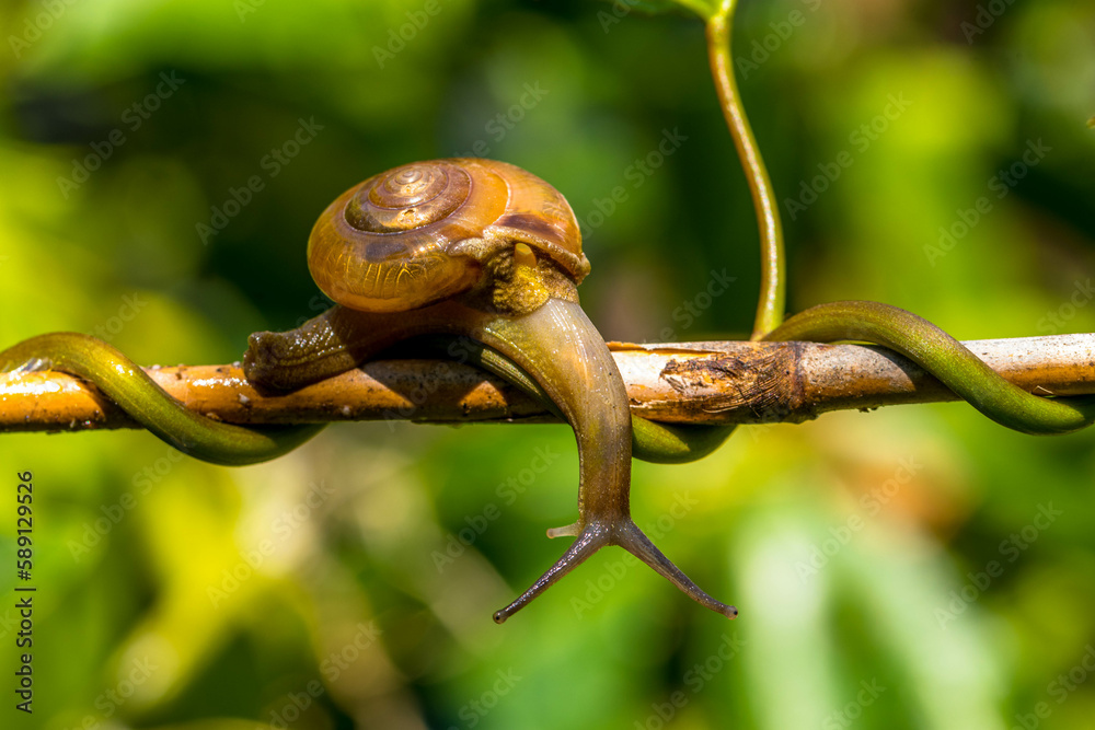 Polygyridae is a family of air-breathing land snails, terrestrial ...