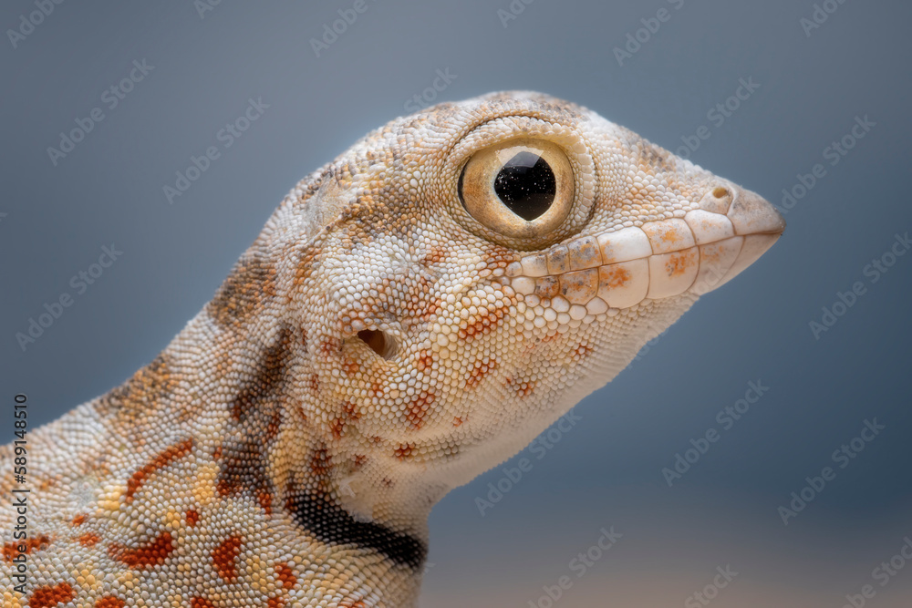 Pristurus carteri, commonly known as Scorpion-tailed Gecko, or Carter’s ...