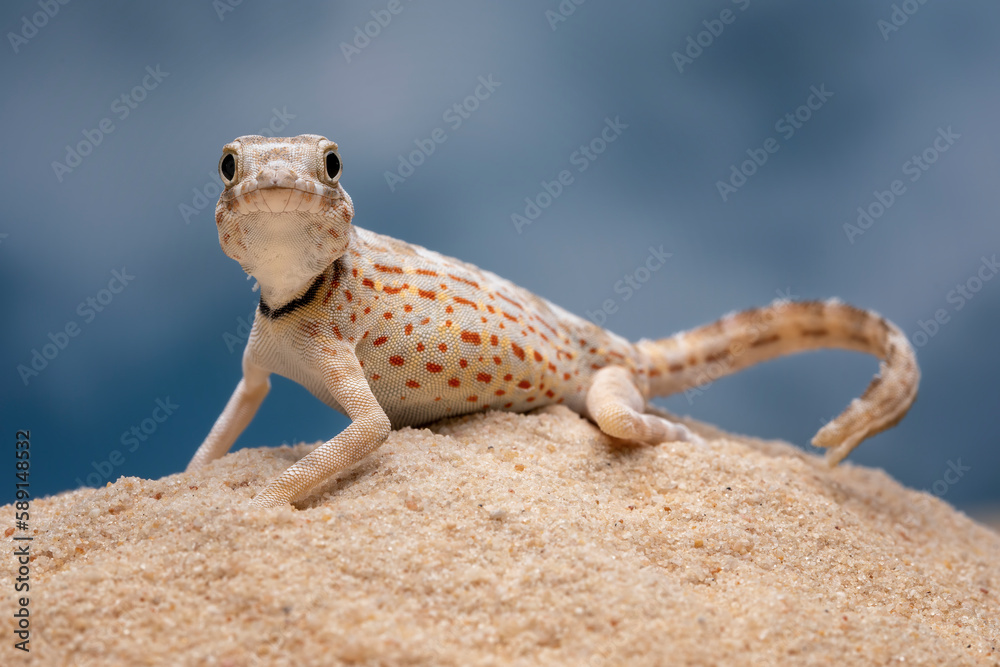 Pristurus carteri, commonly known as Scorpion-tailed Gecko, or Carter’s ...