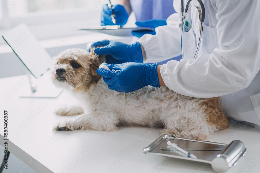 Vet examining dog and cat. Puppy and kitten at veterinarian doctor ...